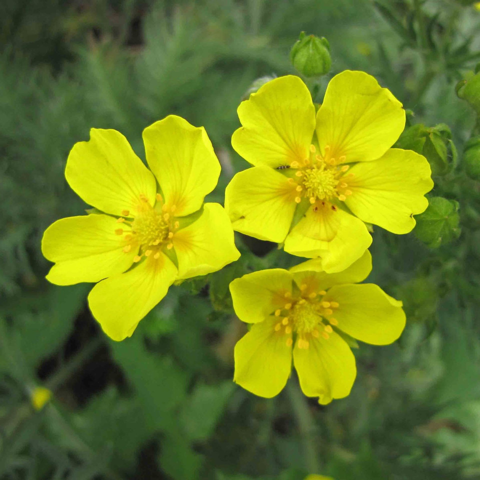 Slender Cinquefoil (Potentilla gracilis)