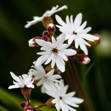 Smallflower Woodland Star (Lithophragma parviflorum)