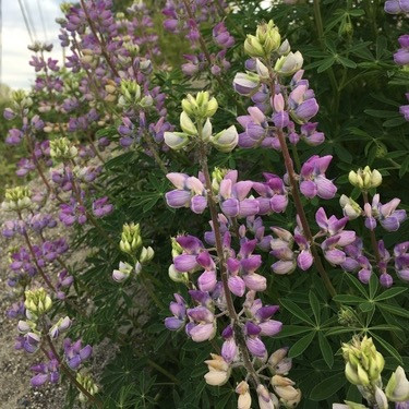 Riverbank Lupine (Lupinus rivularis)
