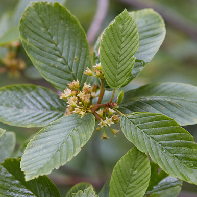 Cascara (Frangula purshiana)
