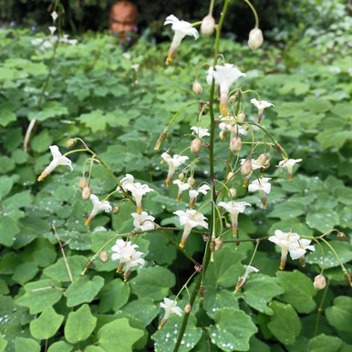 Inside Out Flower (Vancouveria hexandra)