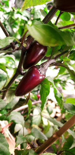 Black Hungarian Chilli Seeds – Chilli Growing Guide by CHILLIESontheWEB