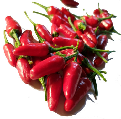 CAP 1022 Chilli Seeds – Chilli Growing Guide by CHILLIESontheWEB