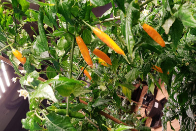 CAP 270 Chilli Seeds – Chilli Growing Guide by CHILLIESontheWEB