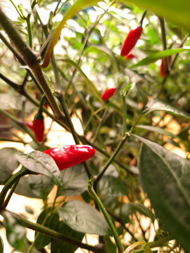 CAP 872 Chilli Seeds – Chilli Growing Guide by CHILLIESontheWEB