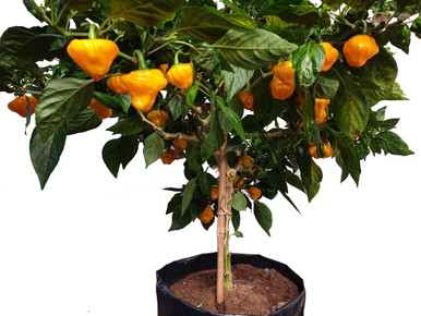 Jamaican Yellow Chilli Seeds – Chilli Growing Guide by CHILLIESontheWEB