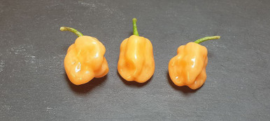 Wraith Chilli Seeds – Chilli Growing Guide by CHILLIESontheWEB
