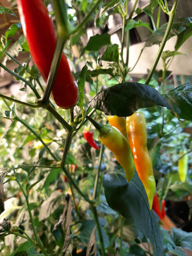 Aji Guyana Chilli Seeds – Chilli Growing Guide by CHILLIESontheWEB
