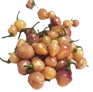 Cheiro Roxa Chilli Seeds – Chilli Growing Guide by CHILLIESontheWEB