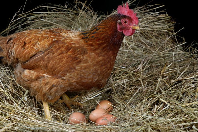 Chicken Eggs: Demystifying the Labels - Chefs Corner Store