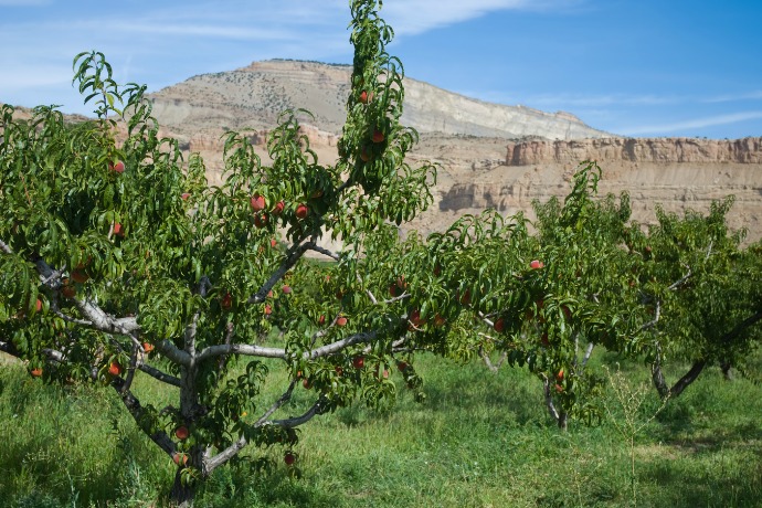 Palisade Peaches for Colorado Foodies - Chefs Corner Store