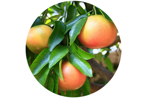 Ingredient Spotlight: The Benefits of Grapefruit Seed Extract in ...