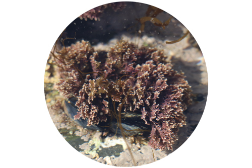 Ingredient Spotlight: The Benefits of Red Seaweed in Skincare - ARVOR