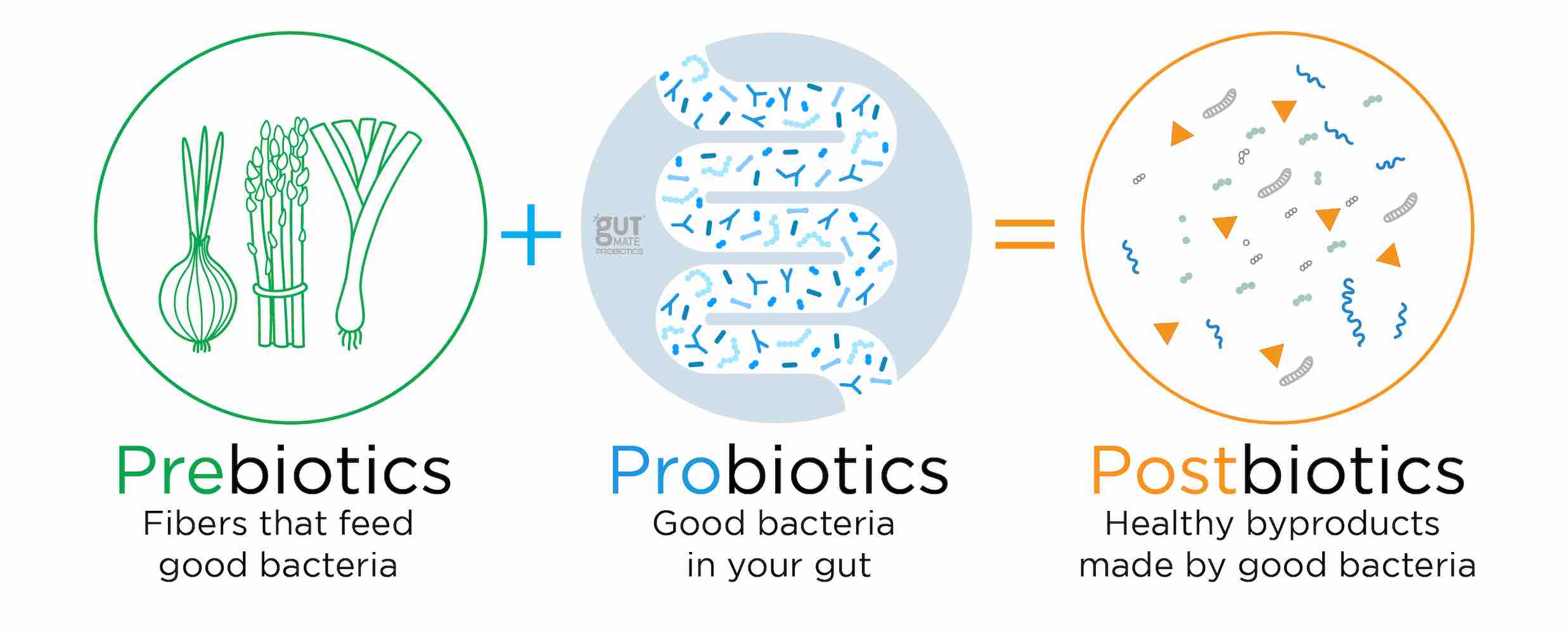 Your Quick Guide to Prebiotics, Probiotics, and Postbiotics - Internal Cleanse