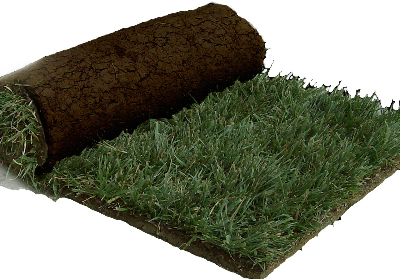 Sod Grass Types