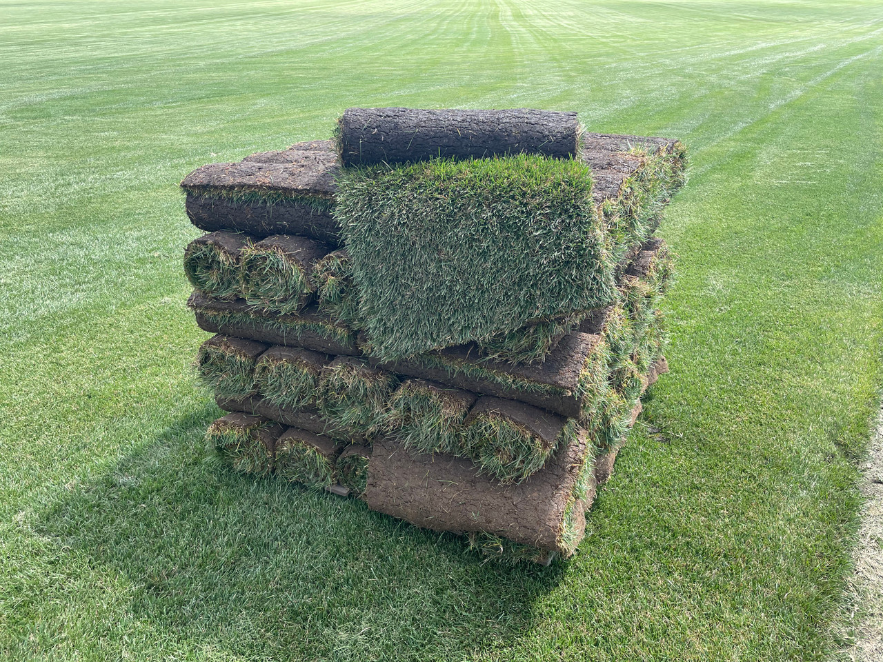 Black Beauty® Tall Fescue Sod