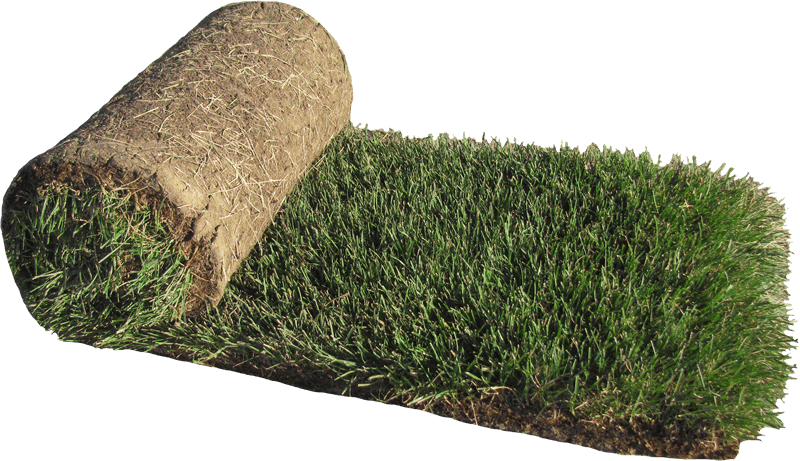 Sod Grass Types