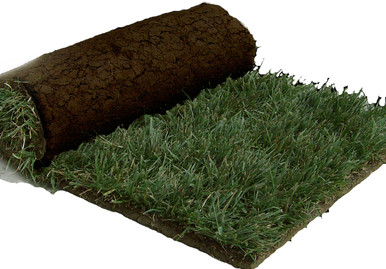 Black Beauty® Tall Fescue Sod