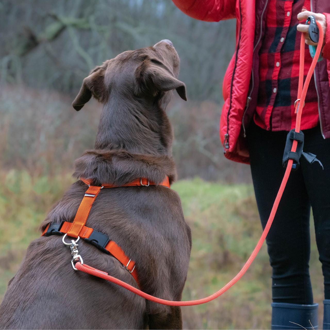 Webbing Dog Harness