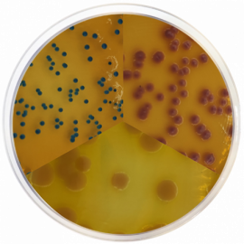 Alpha - PEC Chromogenic Agar