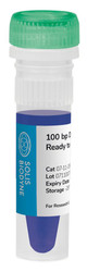 100 bp DNA Ladder Ready to Load