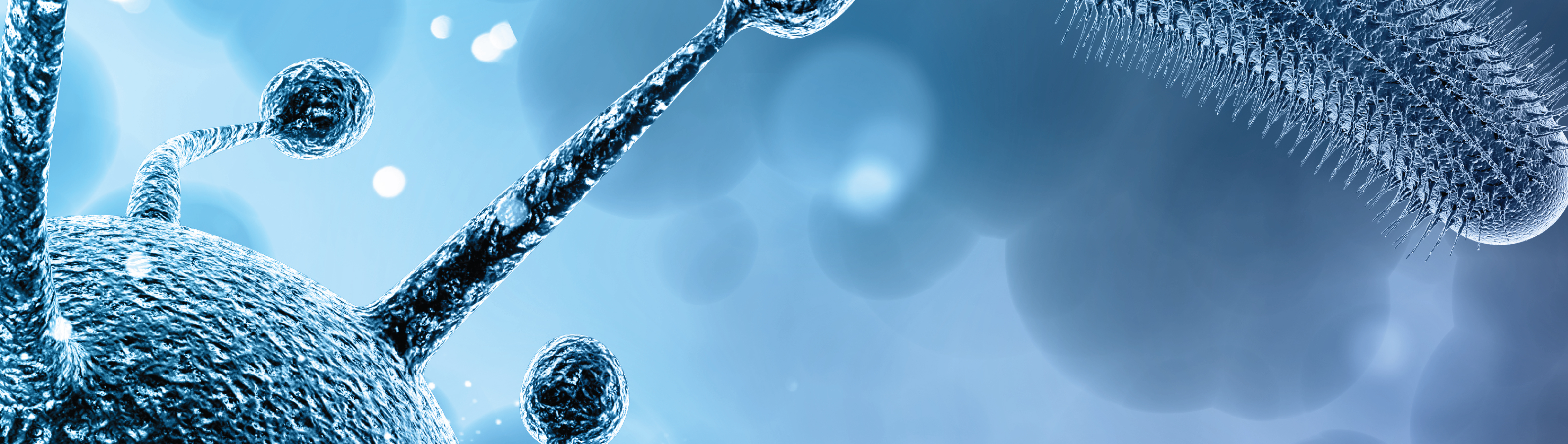 Immune Regulation and the 2025 Nobel Prize: What Regulatory T Cells ...