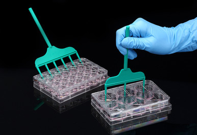 SPL SPLScar Scratcher with 6well lid, HDPE, 1mm, Sterile to SAL 10-6 ...