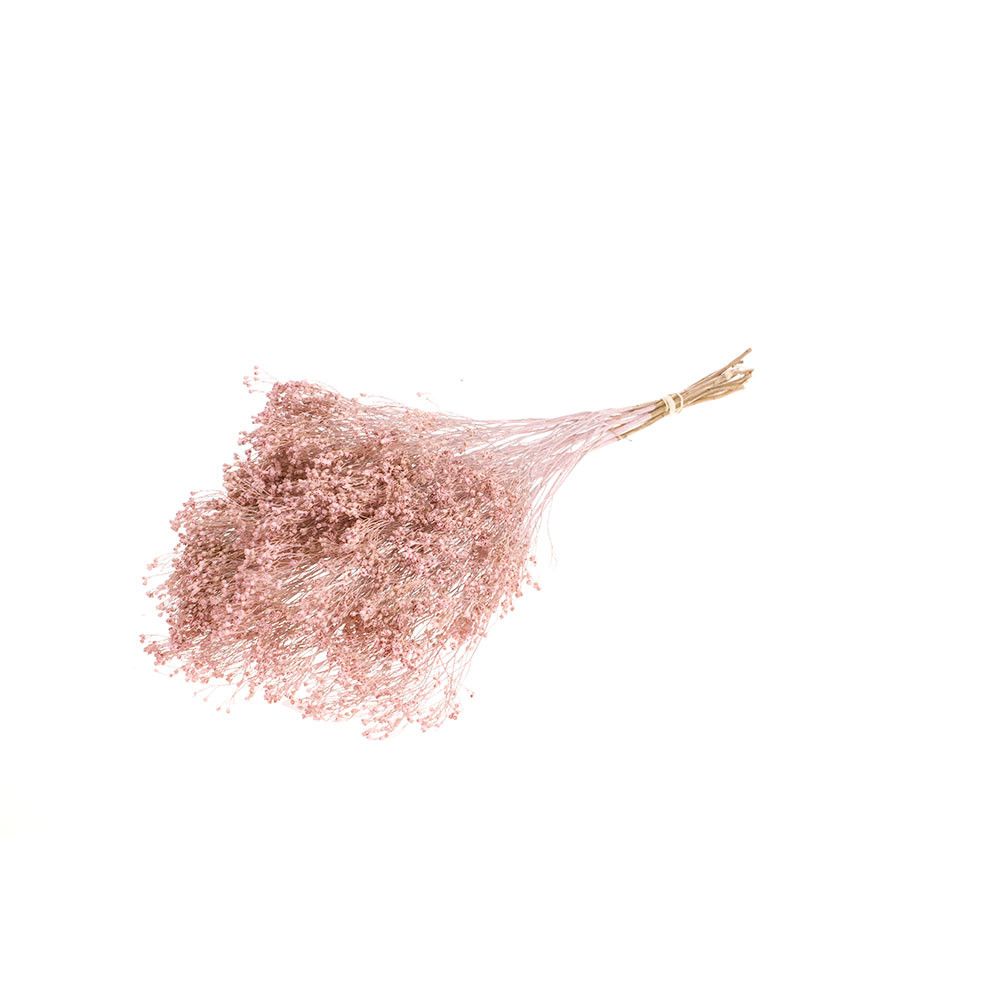 Dried Bunch of Pastel Broom Bloom 40cm/15 Inches