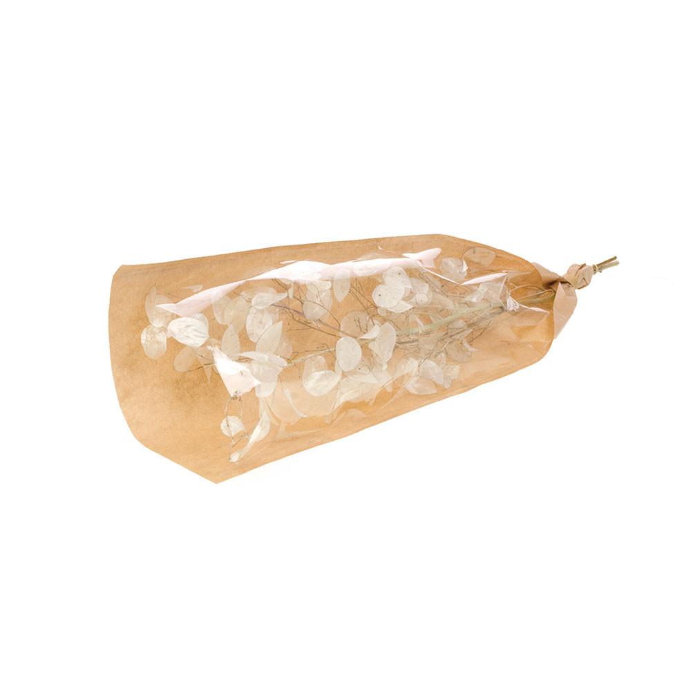 Dried Preserved White Lunaria Honesty Stems 60cm/24 Inches