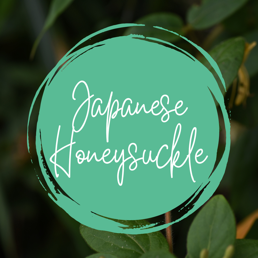 SHOP BY SCENT - Japanese Honeysuckle - Wicked Earth