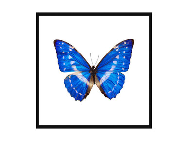 Morpho Cypris Butterfly Ultra High Resolution Print by The Butterfly ...