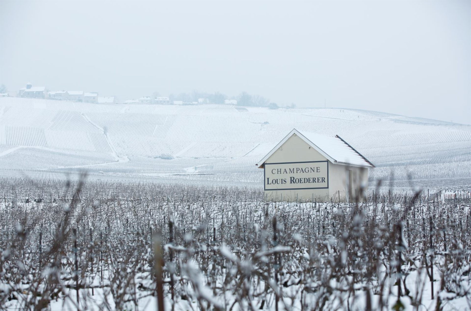 CHAMPAGNE LOUIS ROEDERER COLLECTION 243 NAMED DECANTER’S CLASSIC WINE ...
