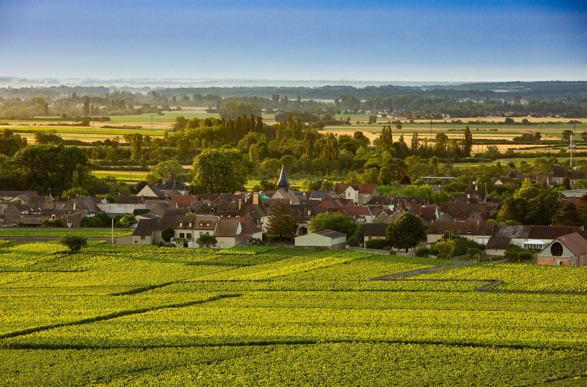 DOMAINE LEFLAIVE - Primitus Fine Wines