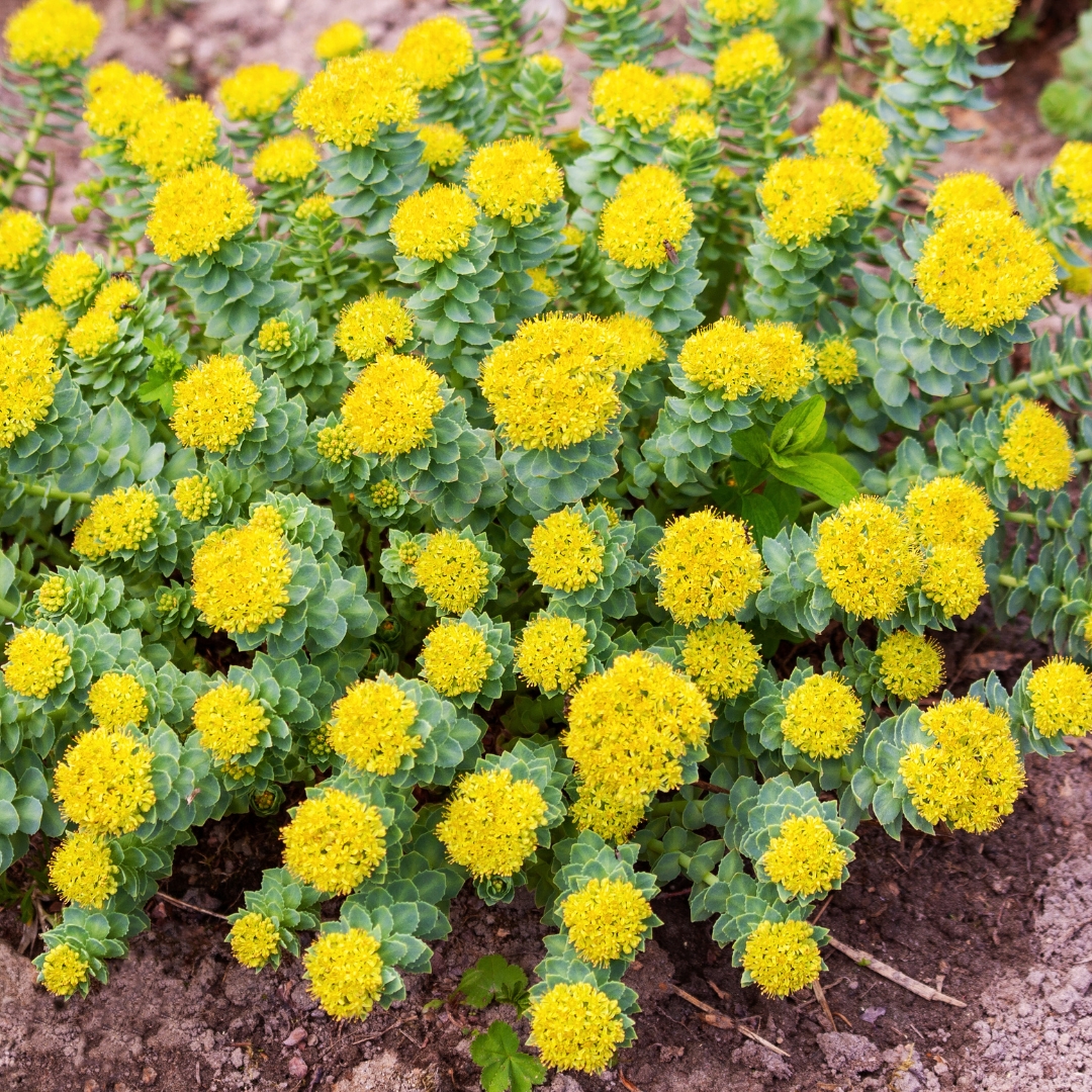The Benefits of Rhodiola Rosea: How Our Rosavin Supplement Can Help You ...