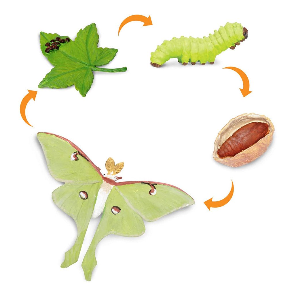 Safari Ltd Life Cycle Of A Luna Moth Set