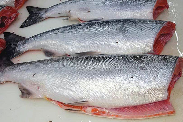 H+G Whole Wild Coho Salmon 12 lb box - Great Alaska Seafood