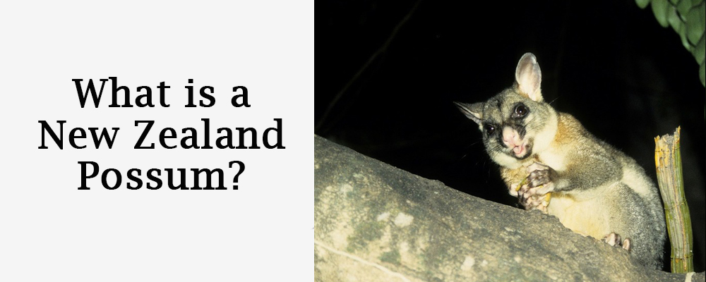 What is a New Zealand Possum? - New Zealand Natural Clothing Ltd