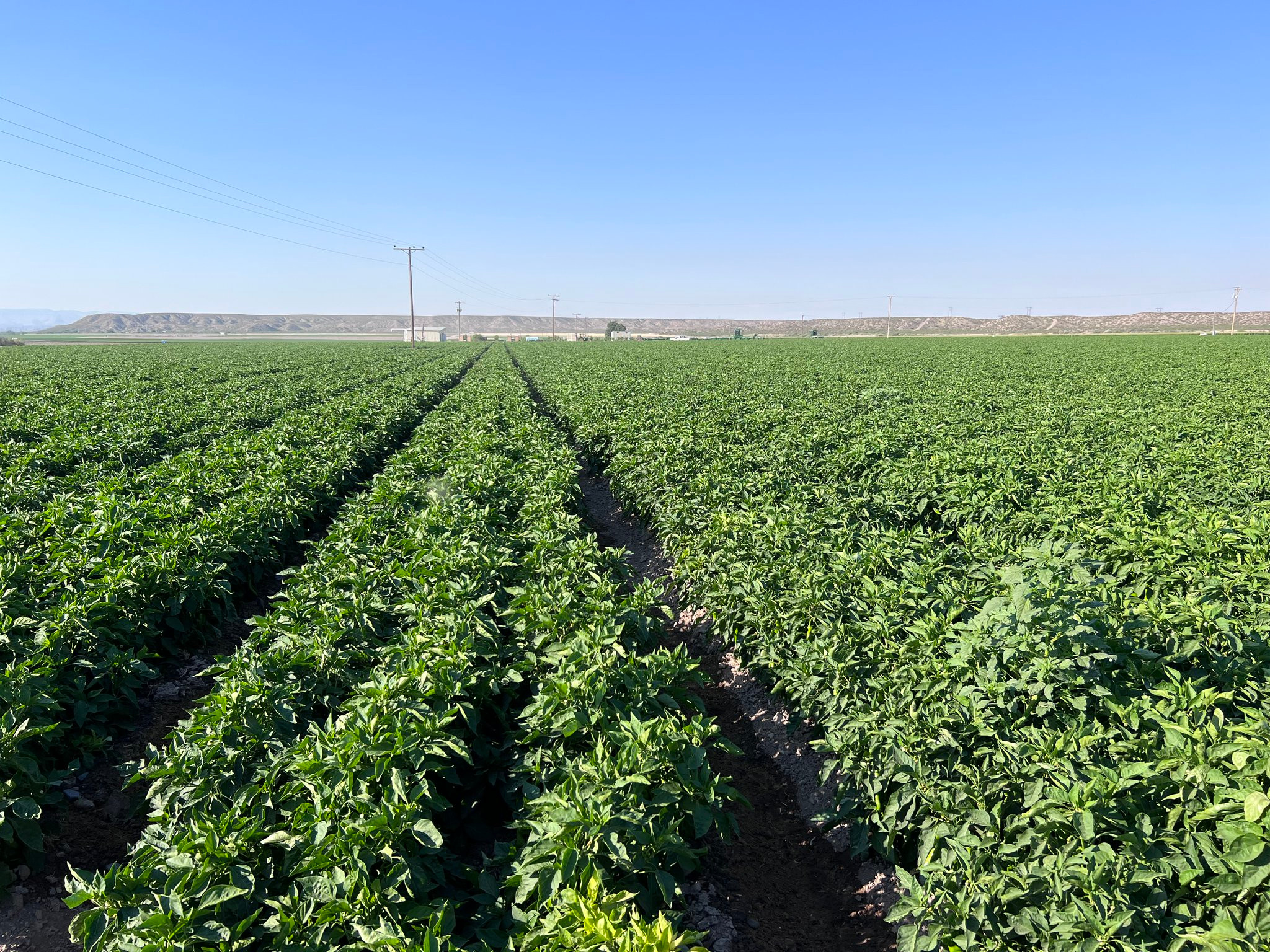 Hatch Chile Plants