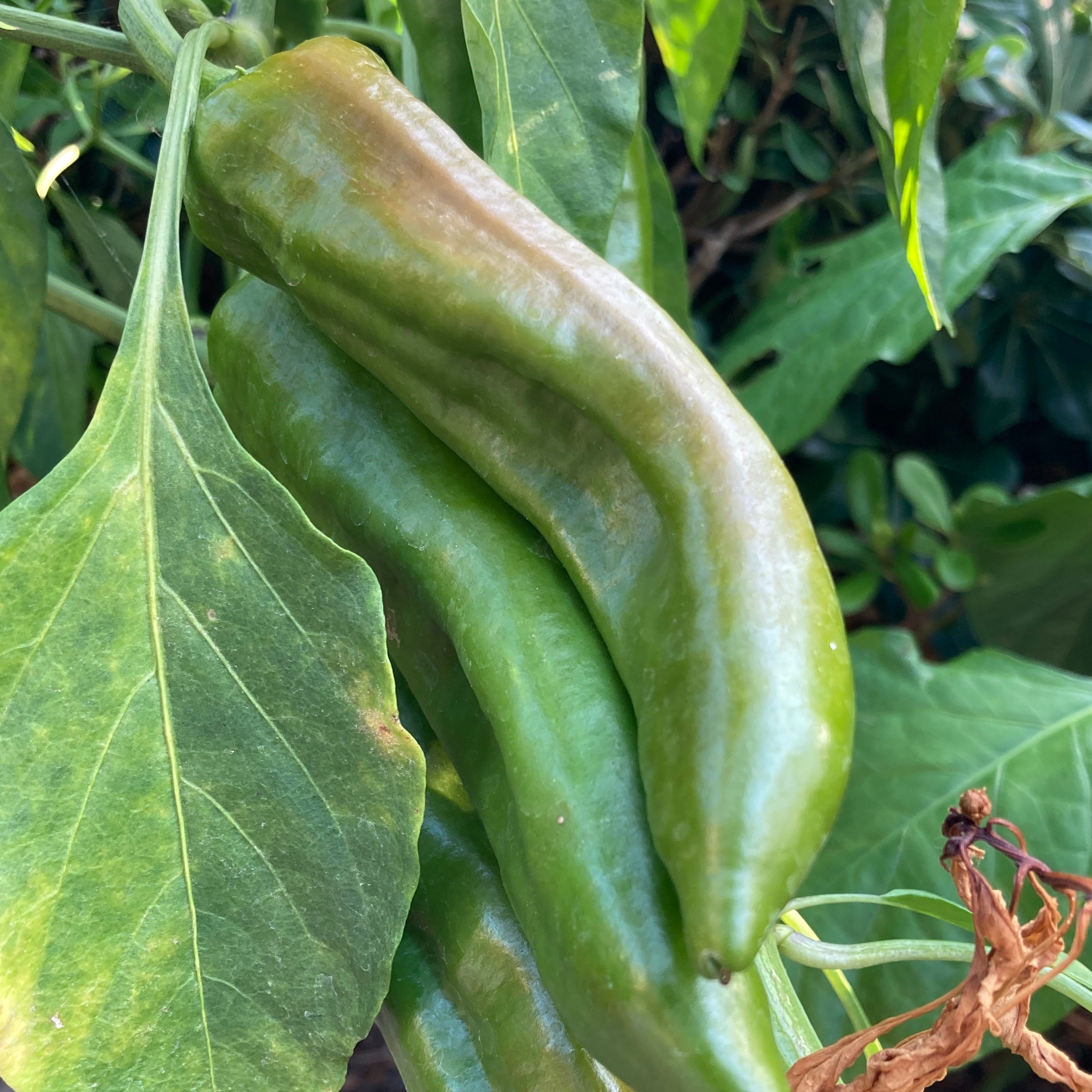 Hatch Chile Seeds | Hatch Chile Plants