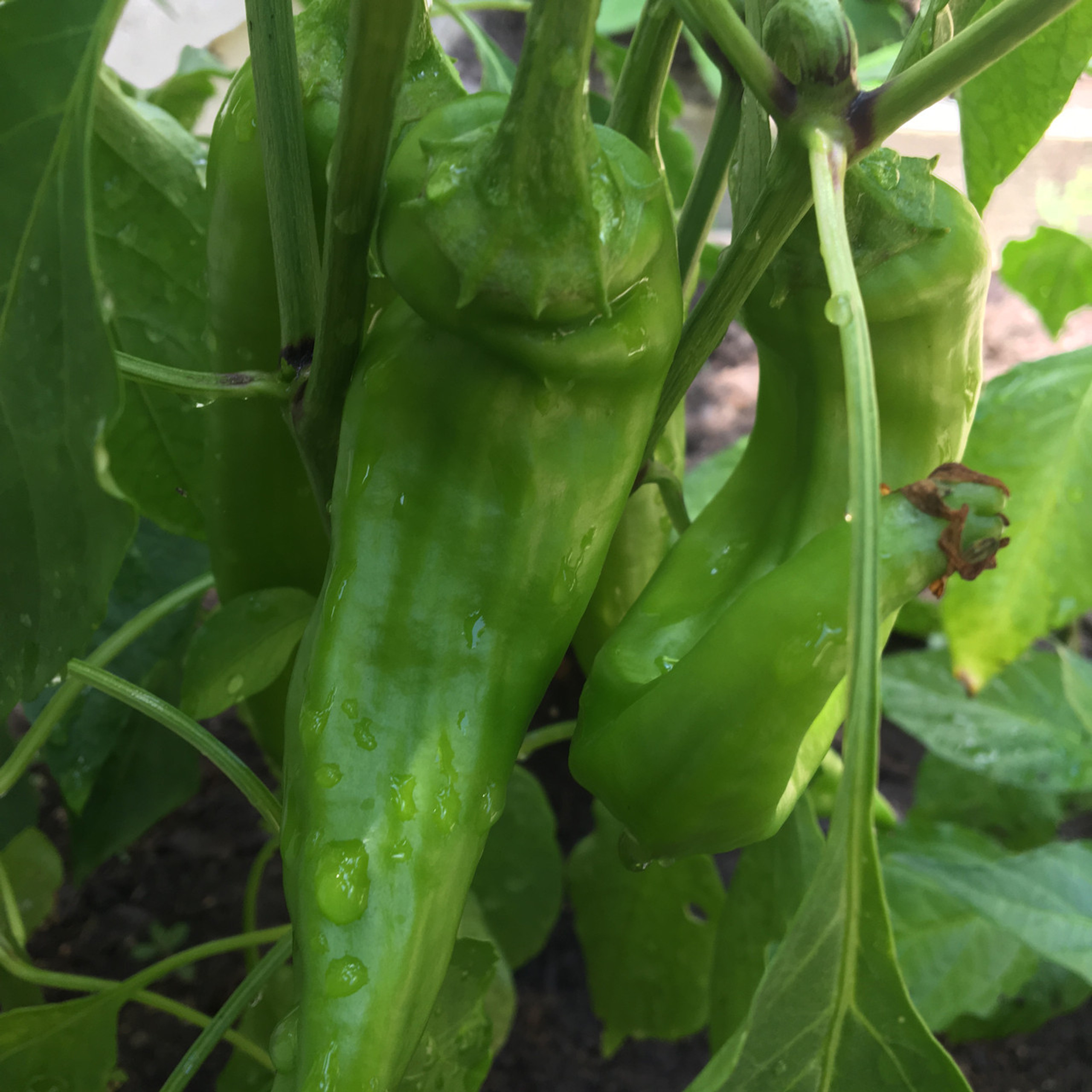 Hatch Chile Plants Hath Chile Plants