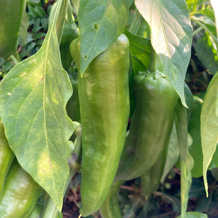 NuMex Big Jim Chile Pepper Seeds | Hatch Chile Plants