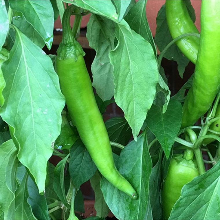 Sandia Chile Pepper Seeds | Hatch Chile Plants