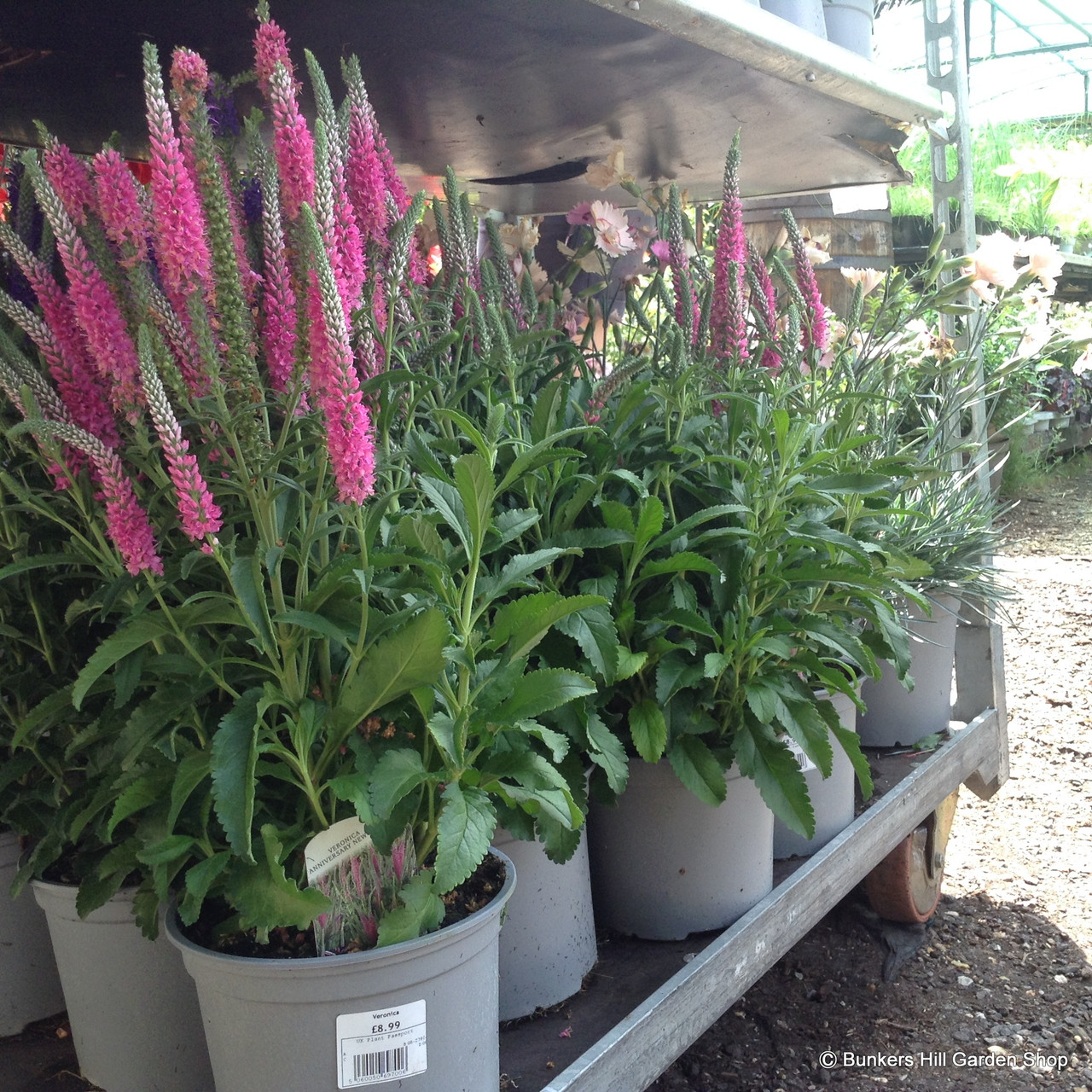 Veronica Mix 2L - Bunkers Hill Plant Nursery