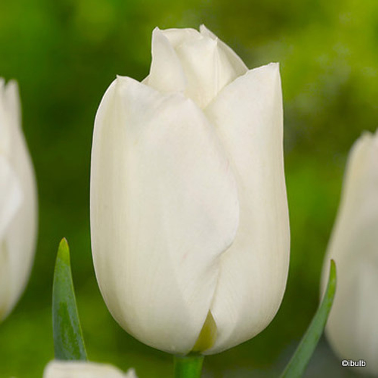 Tulip 'Hakuun' BULK - 100 or 250 bulbs - Bunkers Hill Plant Nursery