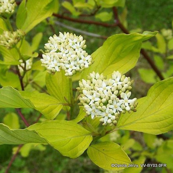 25 x Cornus alba (Red Dogwood) 60-90cm bare root (bundle) - Bunkers ...