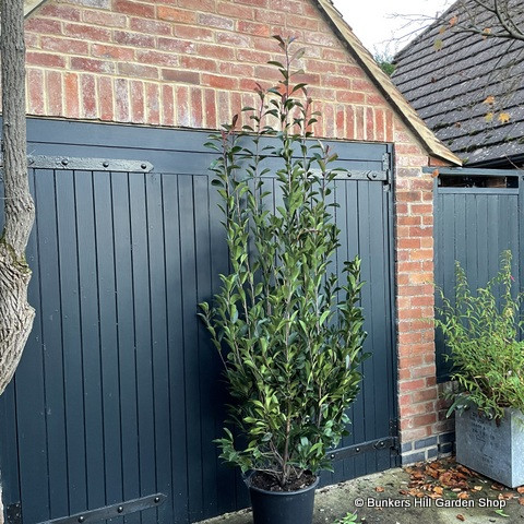 Photinia fras. 'Red Robin' Bush 200-250cm (35L) - Bunkers Hill Plant ...