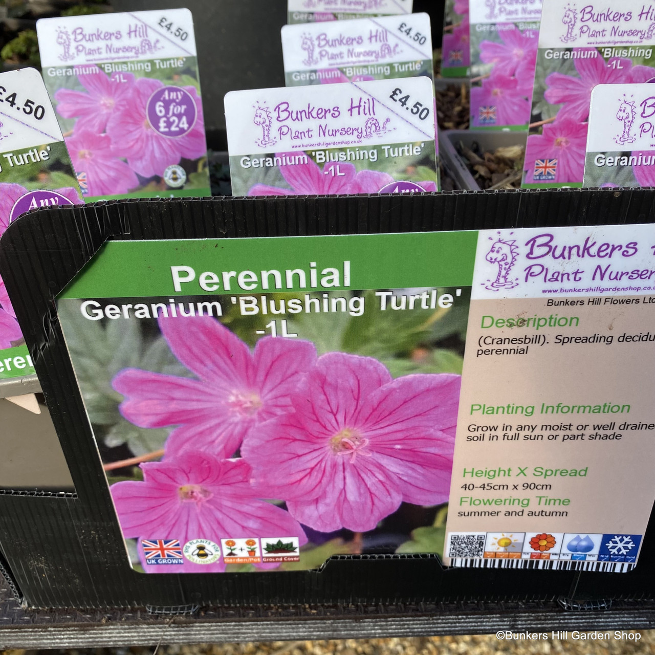 Geranium 'Blushing Turtle'-1L - Bunkers Hill Plant Nursery