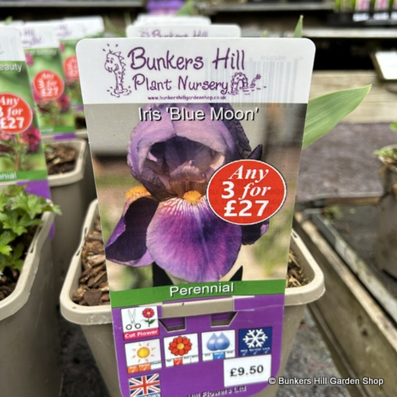 Iris 'Blue Moon' 3L - Bunkers Hill Plant Nursery