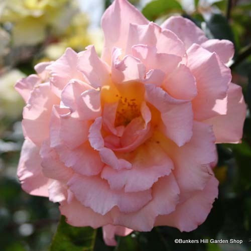 Compassion - Climbing rose (Potted) - Bunkers Hill Plant Nursery