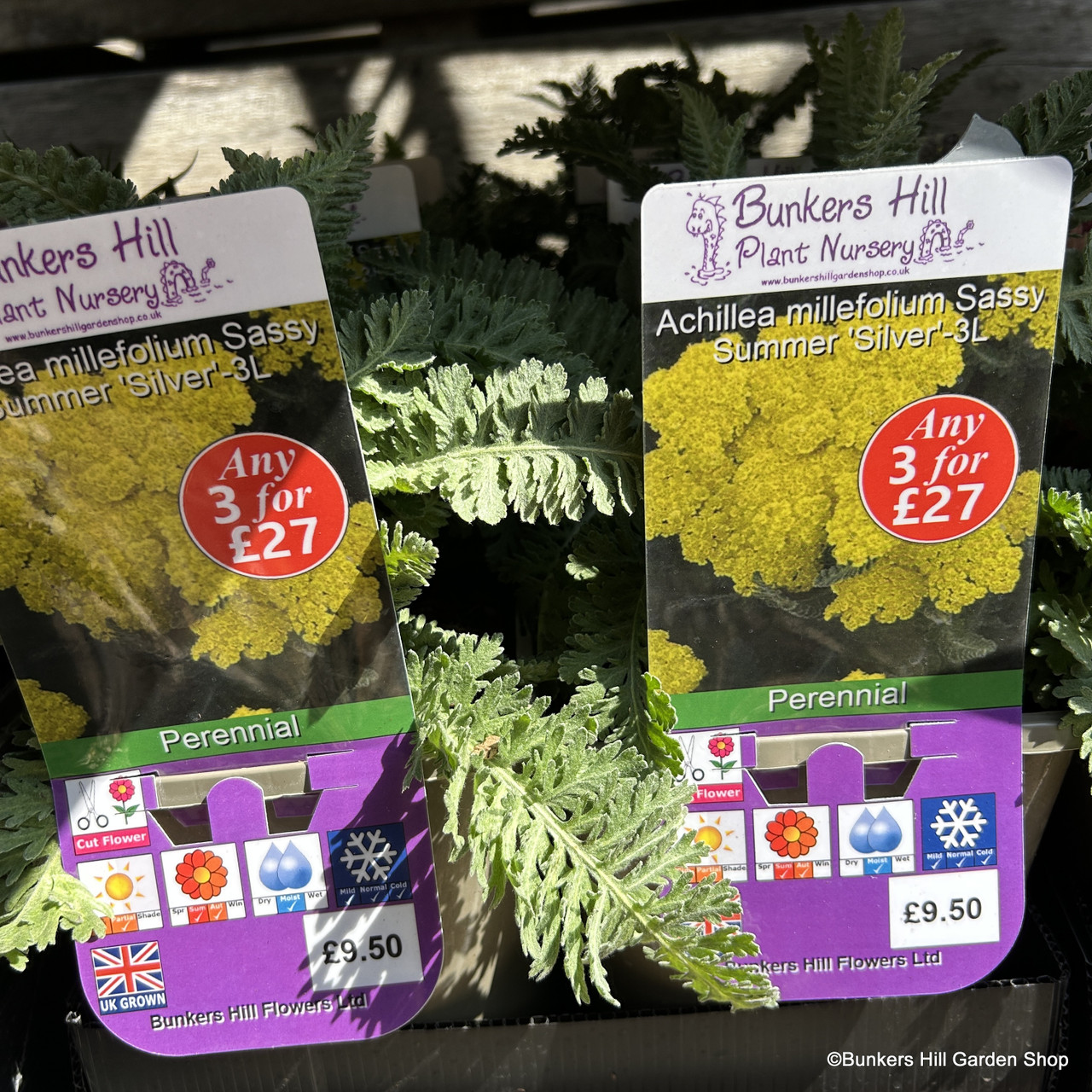 Achillea millefolium Sassy Summer 'Silver'-3L - Bunkers Hill Plant Nursery